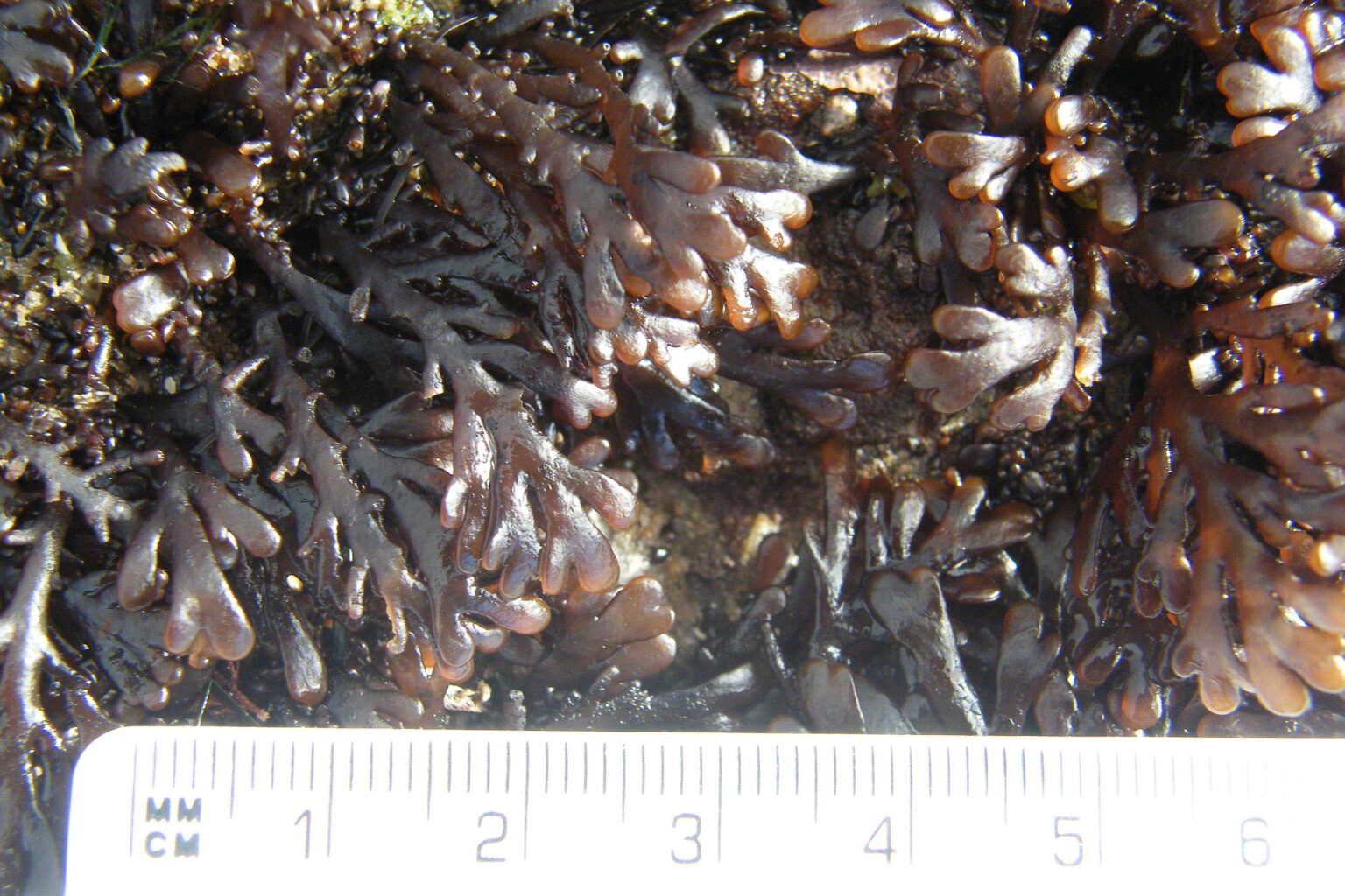 The Archaeology of Scotland's Natural Larder: Seaweed - Dig It!